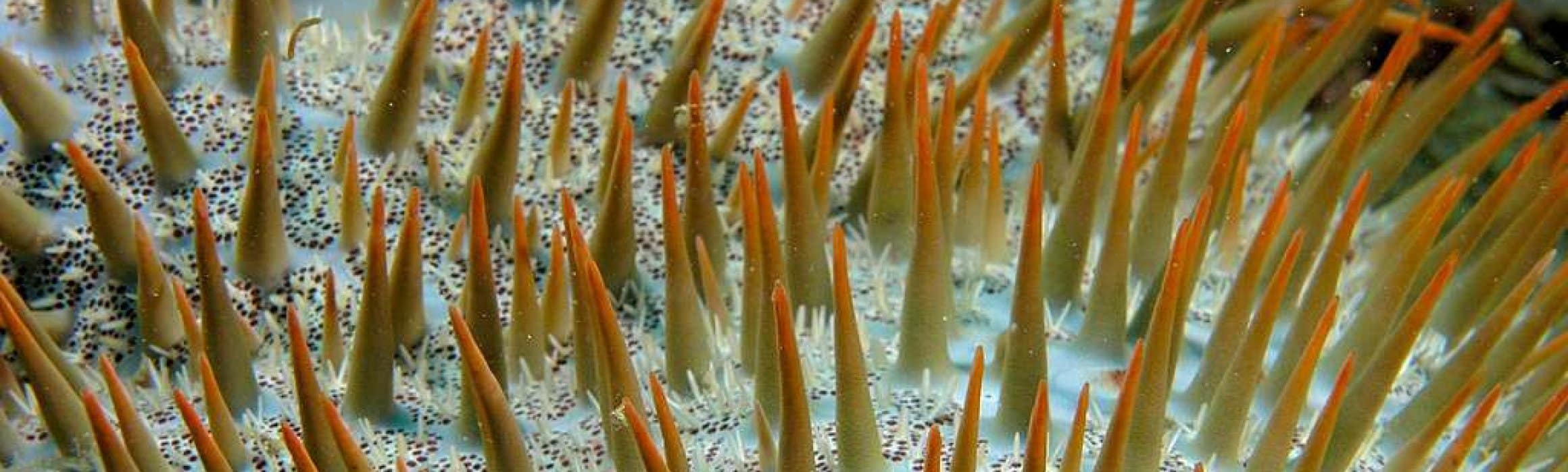 Blog - Marine Conservation Philippines